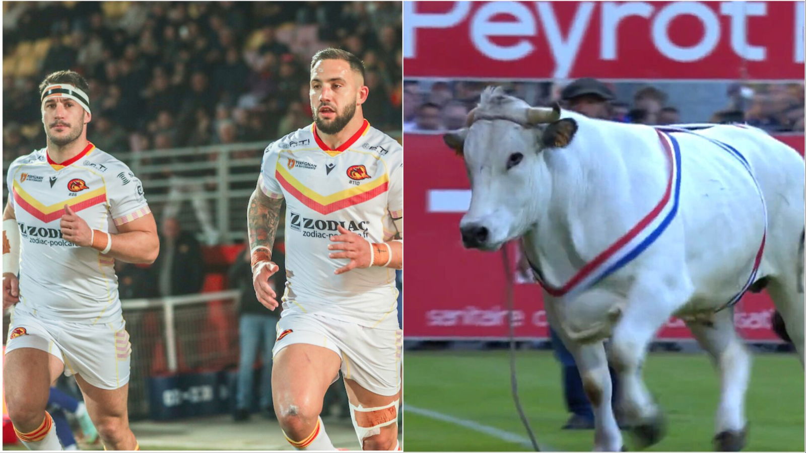 Bizarre bull incident reaches India and America but false claims are ...